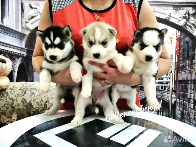 Белоснежные щенки сибирской хаски