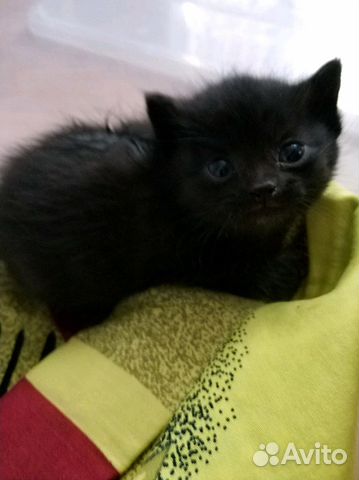 Котенок девочка