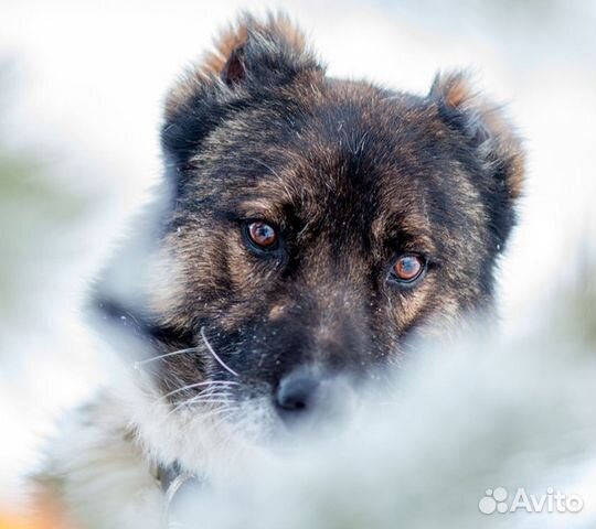 Метис азиата шикарный Михай