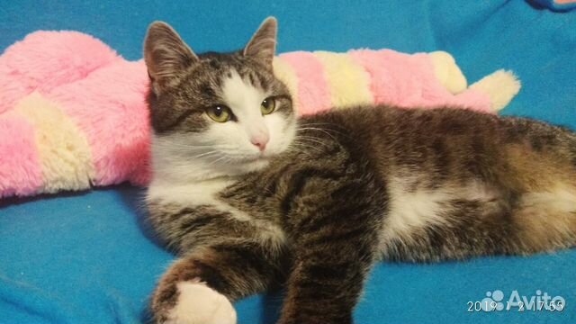 Кнопа ищет дом