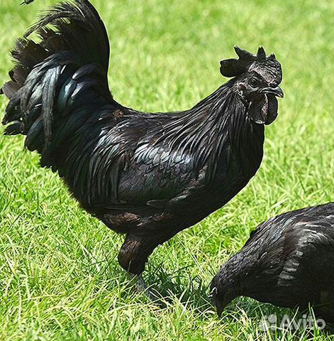 Цыплята Аям Цемани