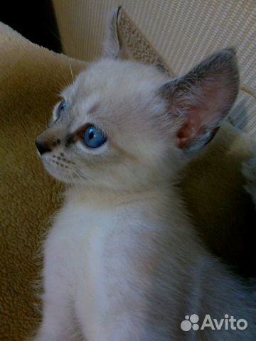 Мальчик-красавчик