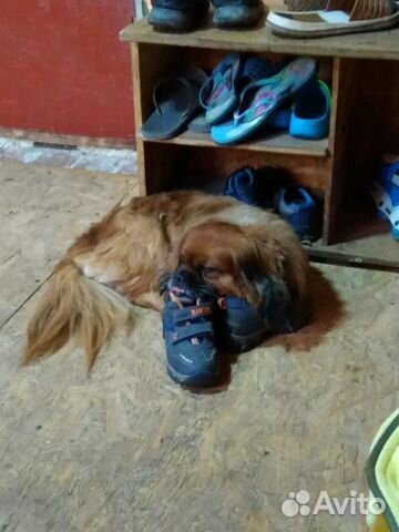 Метис пикинеса