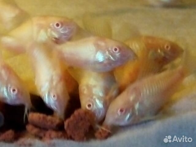 Сом коридорас золотистый альбинос