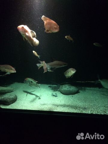 Астронотусы, геофагусы, метинисы и другие рыбы