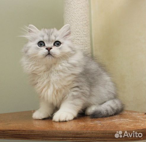Длинношерстный британский котенок Лель