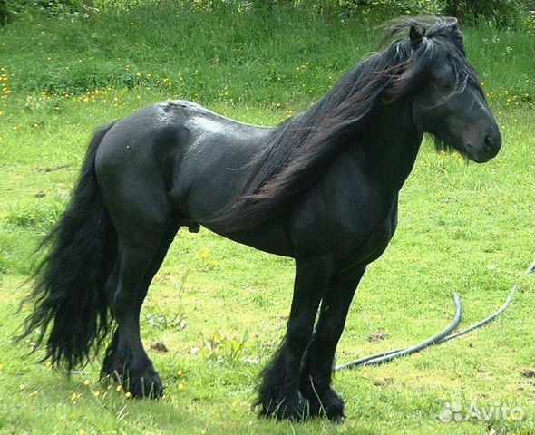 Мини фриз