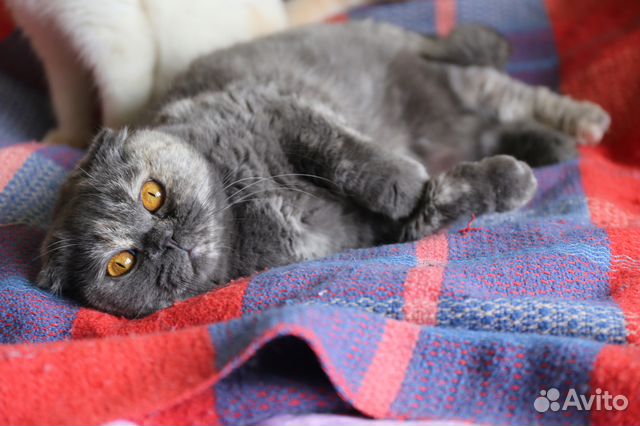 Кошка Шаня ищет дом