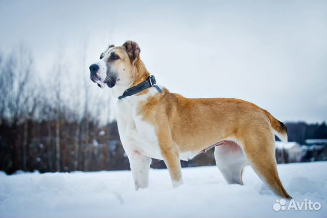 Герда. Алабайка в Дар