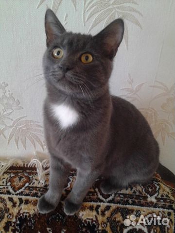 Отдадим котика К хорошим хозяевам