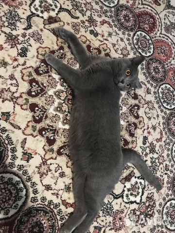Кошка Британская прямоухая