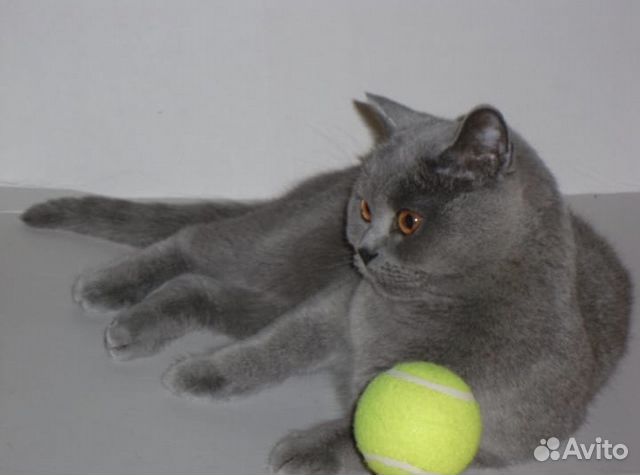 Британская