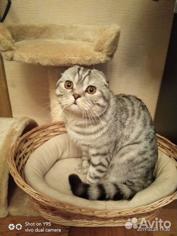 Случка \ вязка с Шотландцем(вислоухим)