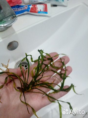 Эхинодорус везувий