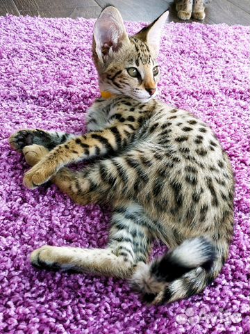 Саванна ф1 (Ашера)