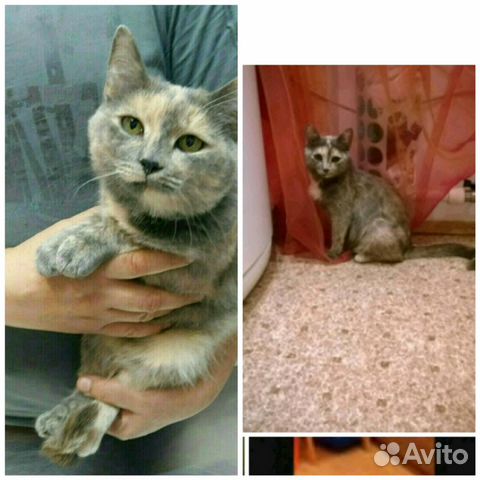 Котята и взрослые в дар