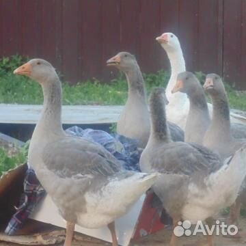 Гуси домашнние