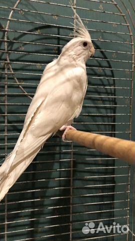 Попугай корелла