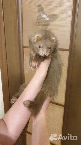 Два хорька мальчик и девочка