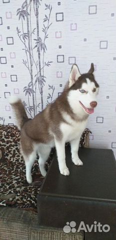 Сибирский хаски