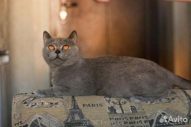 Взрослая кошка, фенотип британской