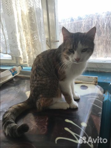 Пеструшка,в добрые руки