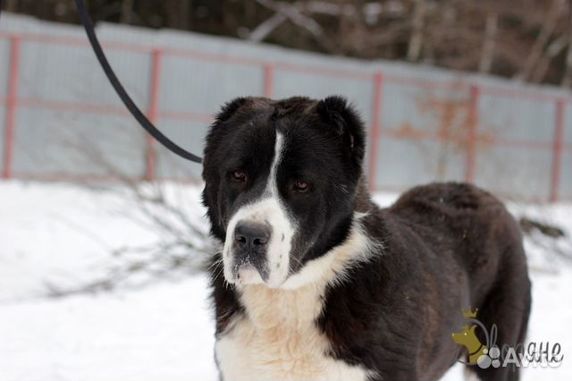 Крупный алабай Вулкан