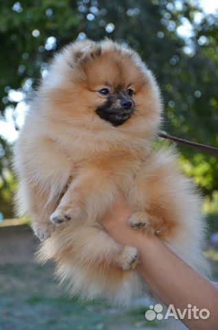 Немецкий мини шпиц