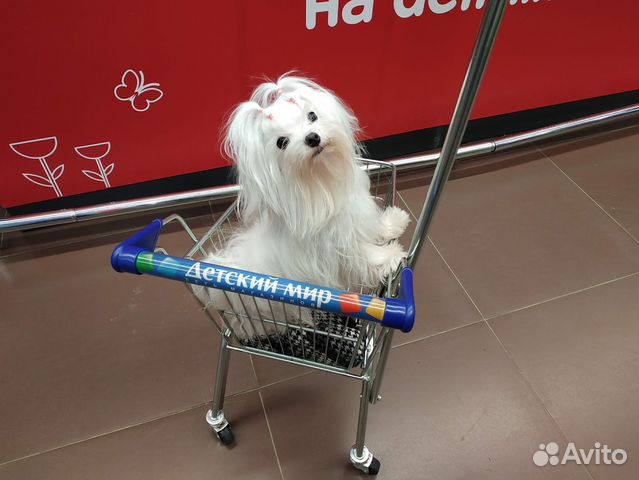 Мини мальтезе сука