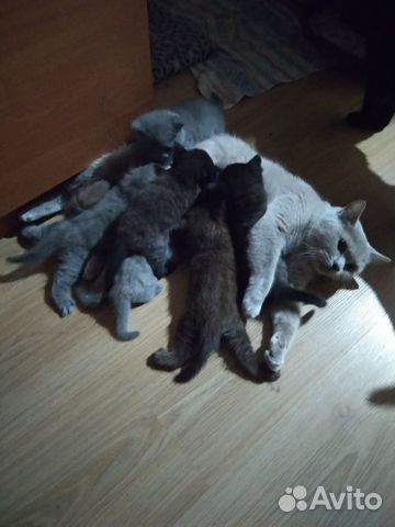 Плюшки в добрые ручки