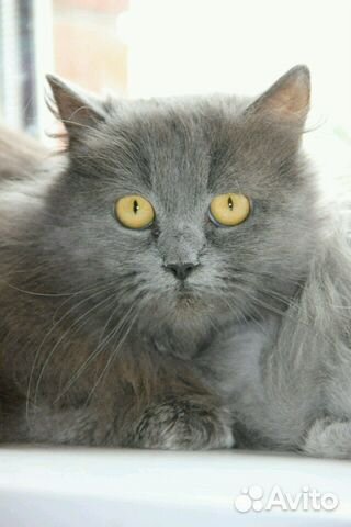 Фенечка ищет дом)