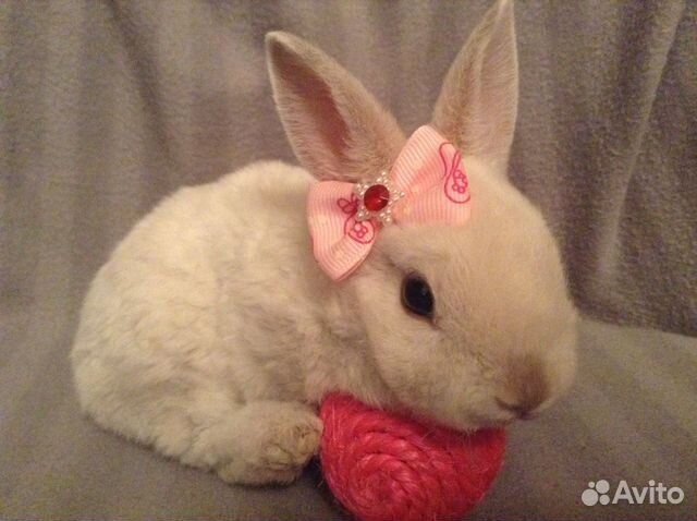 Карликовые кролики мини рекс