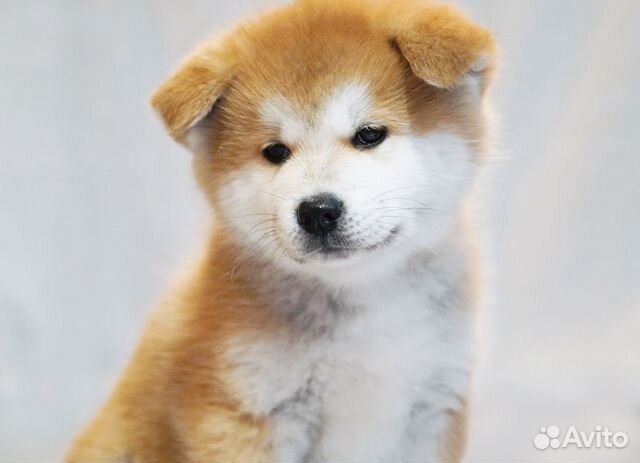 Щенки Акита ину(девочка и мальчик)