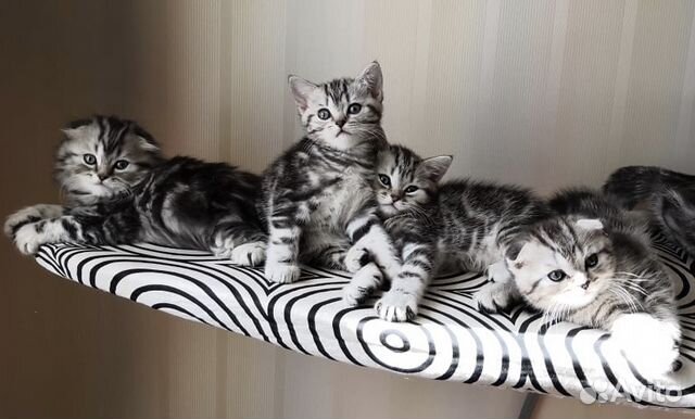 Шикарные мраморные котята