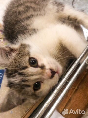 Котёнок