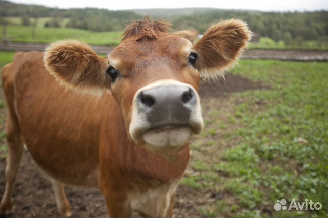 Продадим бычка на племя