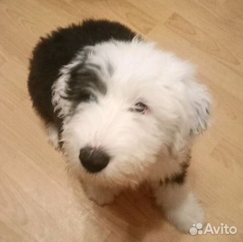 Щенок бобтейла девочка