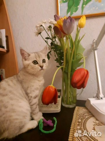 Шикарные шотландские котята