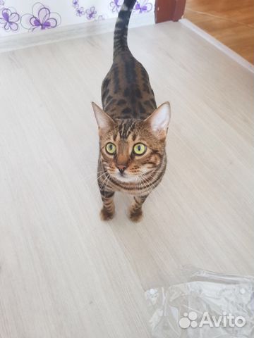 Кот Альберт