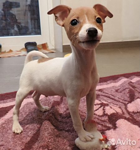 Амертои или тойфоксики мальчики