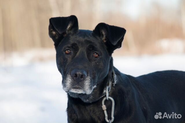 Ласковая Роуз для людей с добрым сердцем