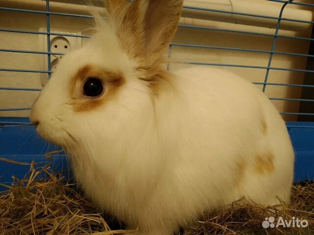 Кролик декоративный с клеткой