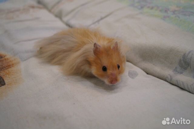 Сирийский хомяк