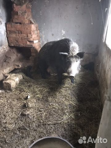 Мясо дикой свиньи