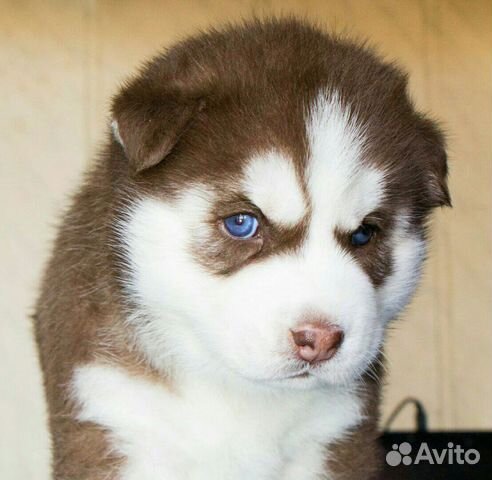 Предлагаются к резерву две шикарные девчушки Хаски