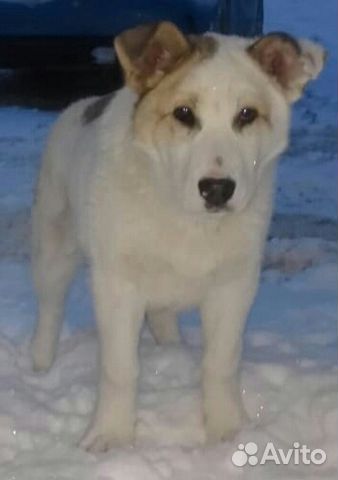 Молодой кобель