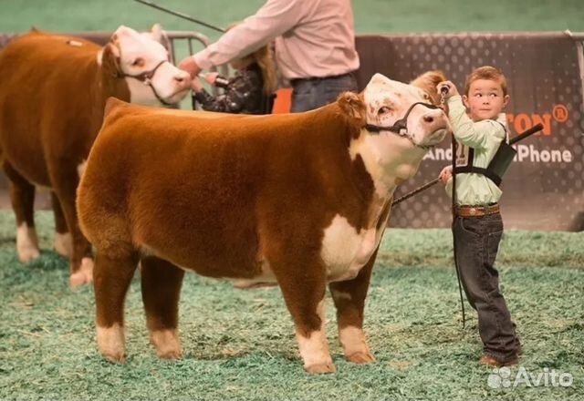 Миниатюрная корова (тёлочка)