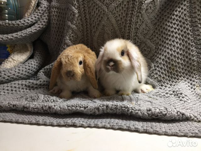 Карликовые кролики барашки мальчик и девочка