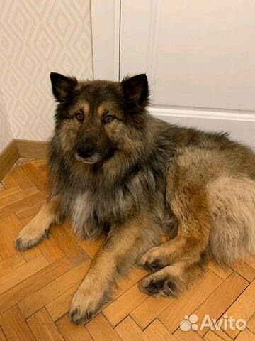 Заберите в добрые руки