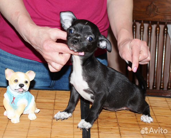 Черная чихуахуа девочка брид класса
